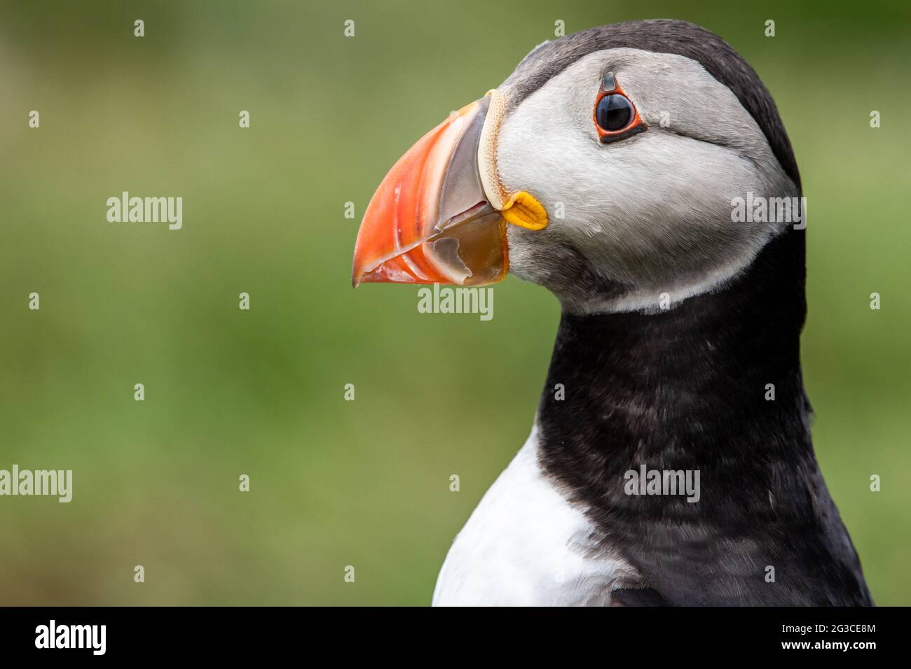 Puffin spot hi-res stock photography and images - Alamy