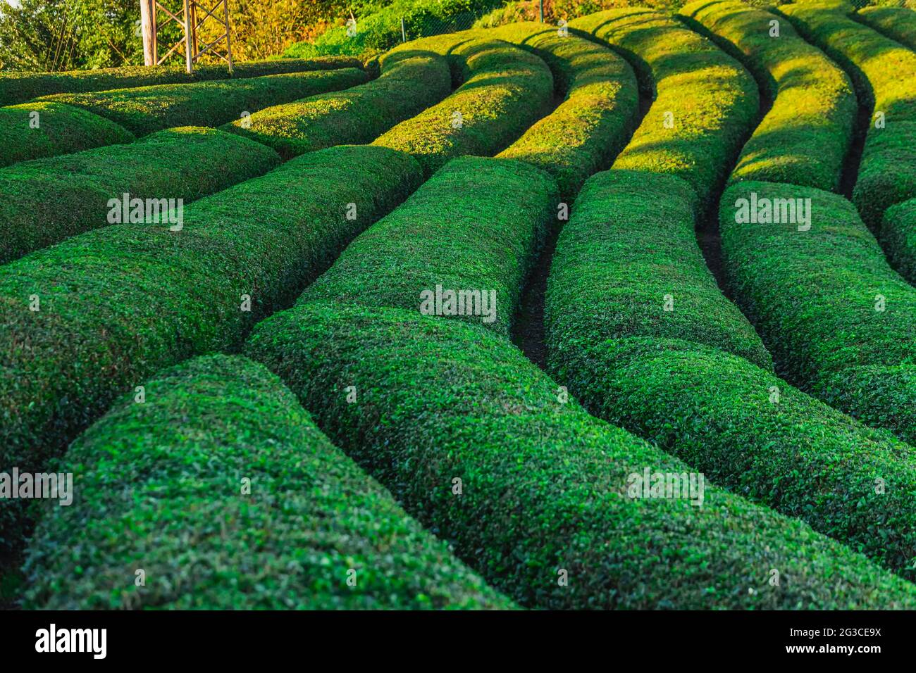 Tea plantations near Rize in Turkey editorial Stock Photo - Alamy