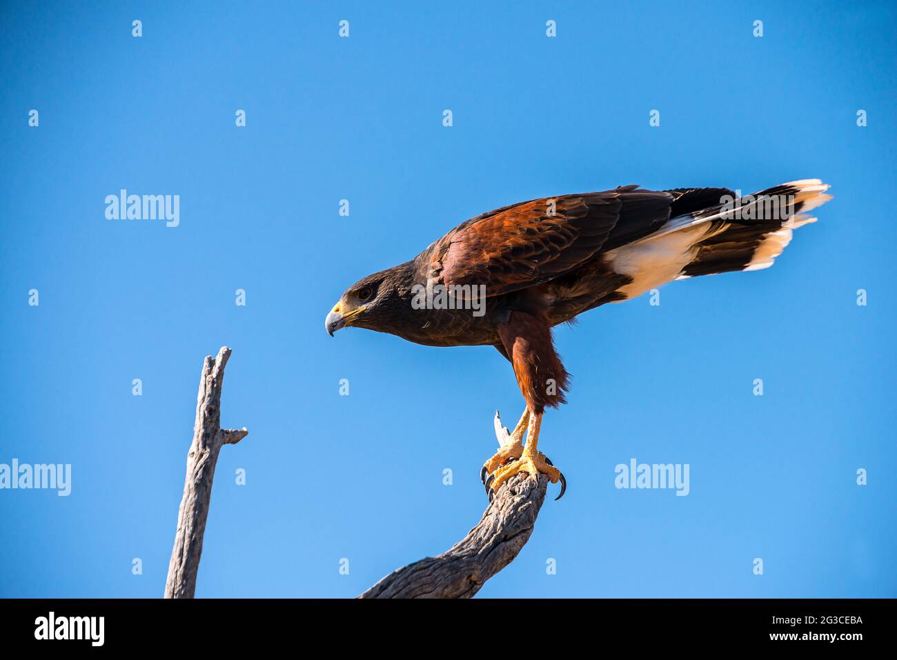 Harris hawk and talons hi-res stock photography and images - Alamy