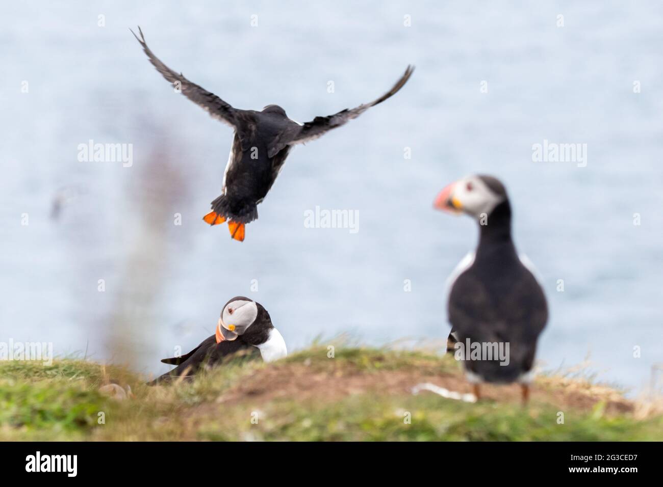 Puffin spot hi-res stock photography and images - Alamy