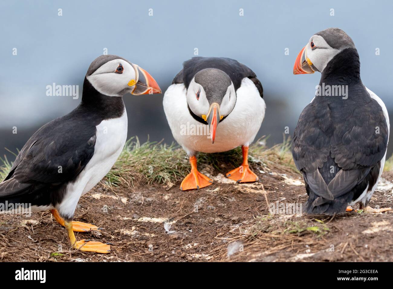 Puffin spot hi-res stock photography and images - Alamy