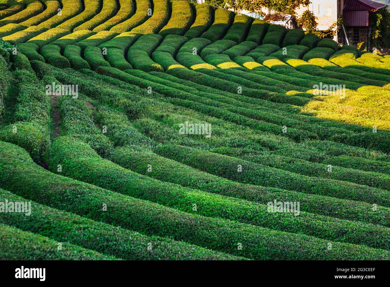 Tea plantations near Rize in Turkey editorial Stock Photo - Alamy