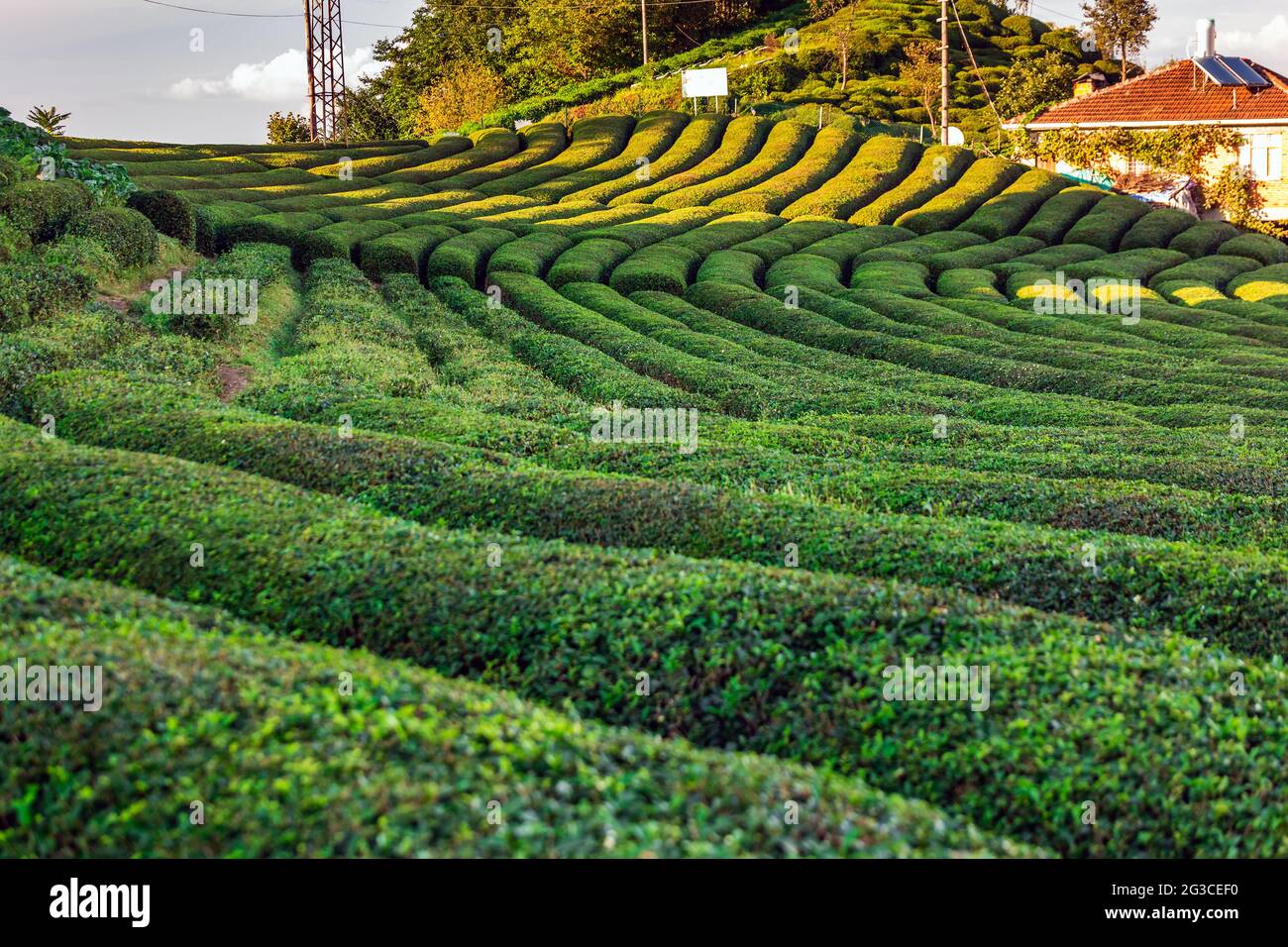 Tea plantations near Rize in Turkey editorial Stock Photo - Alamy
