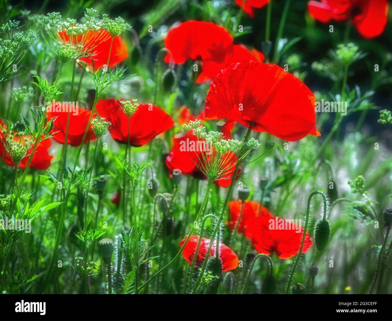 Soft poppy hi-res stock photography and images - Alamy
