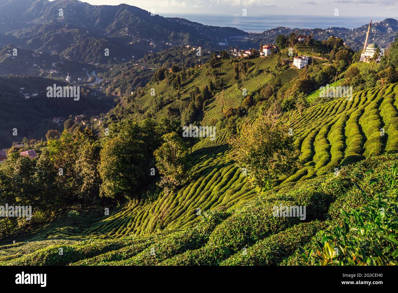 Tea plantations near Rize in Turkey editorial Stock Photo - Alamy