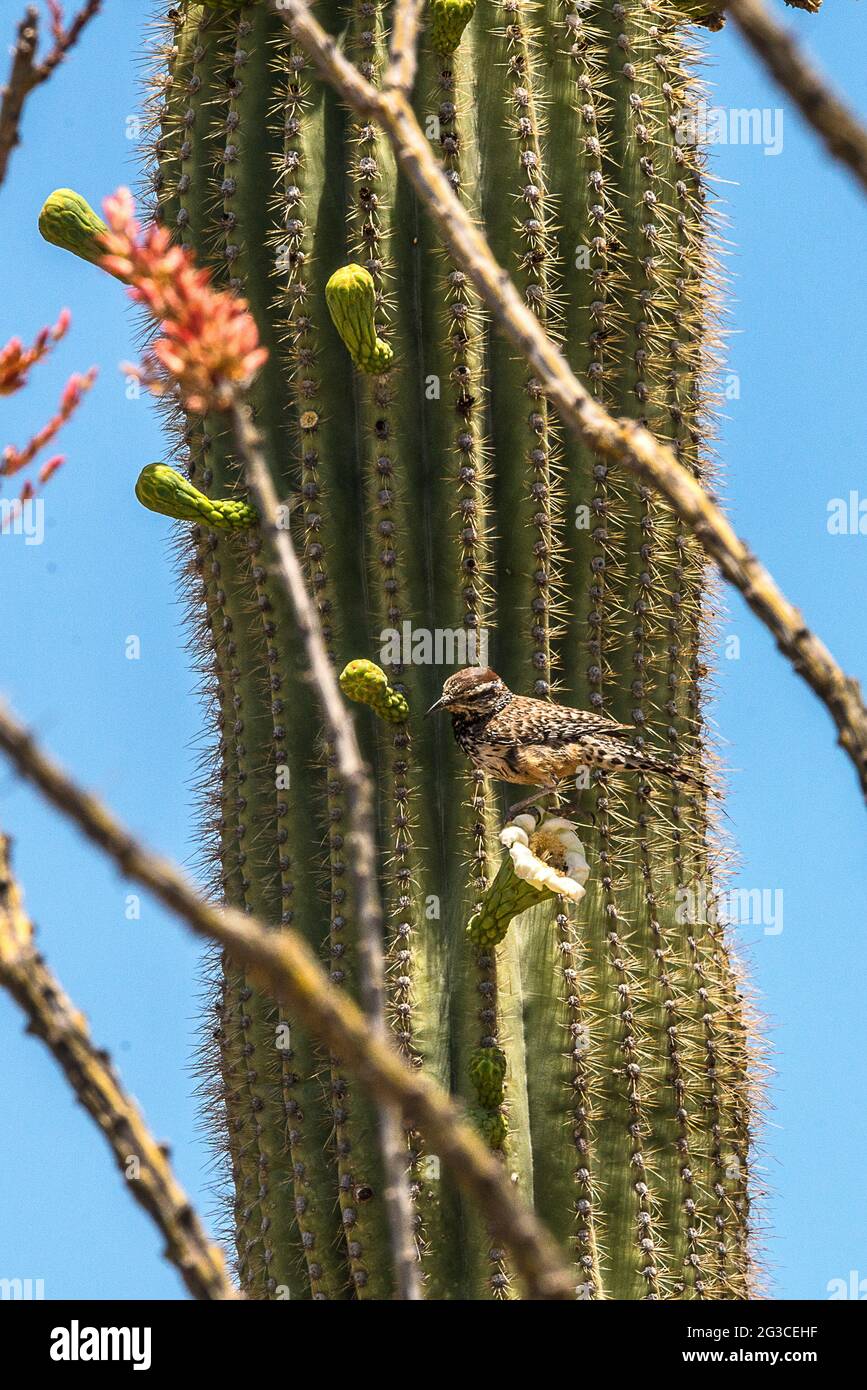 Bird gathering sticks hi-res stock photography and images - Alamy
