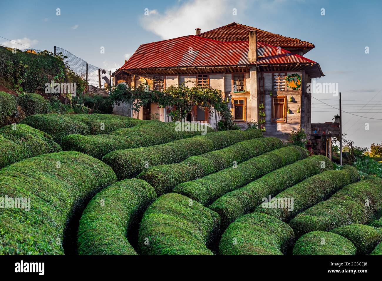 Tea plantations near Rize in Turkey editorial Stock Photo - Alamy