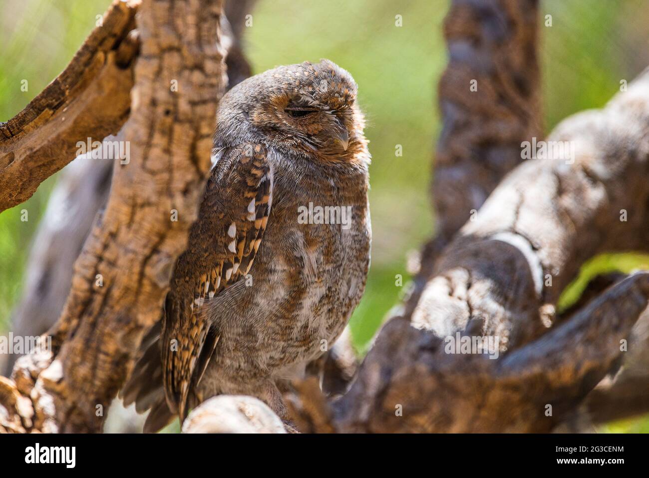 Elf owl hi-res stock photography and images - Alamy