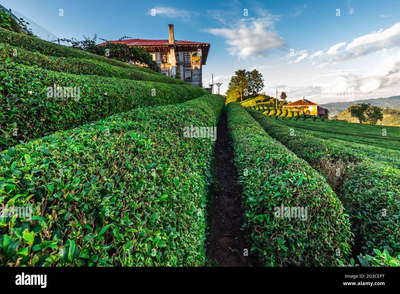 Tea plantations near Rize in Turkey editorial Stock Photo - Alamy
