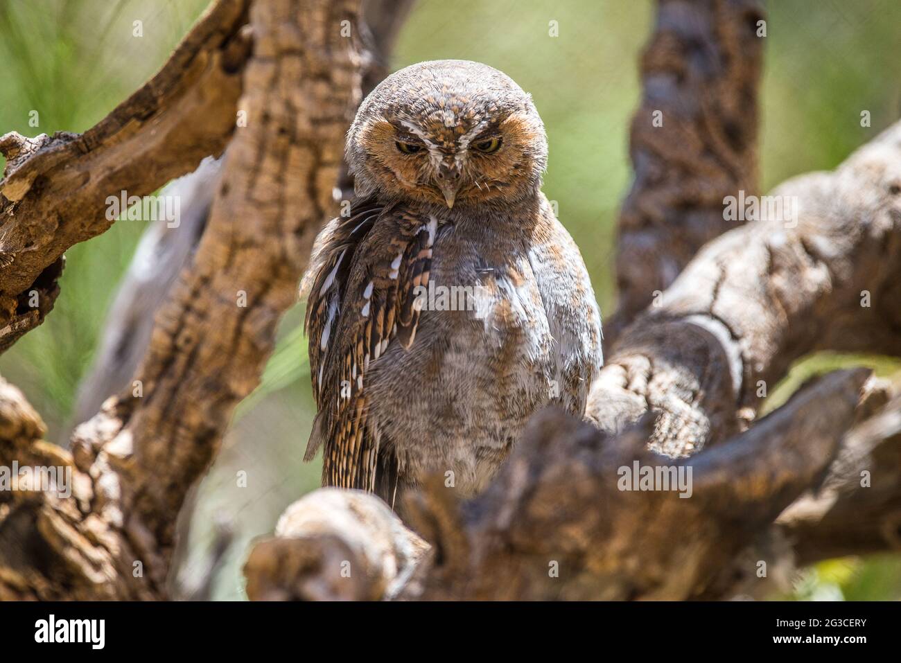 Elf owl hi-res stock photography and images - Alamy
