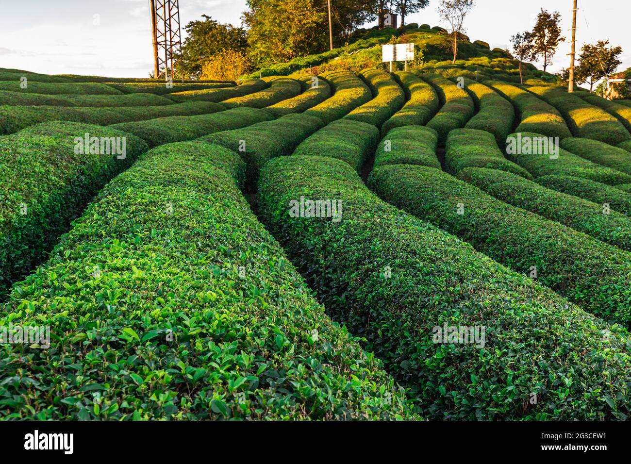 Tea plantations near Rize in Turkey editorial Stock Photo - Alamy