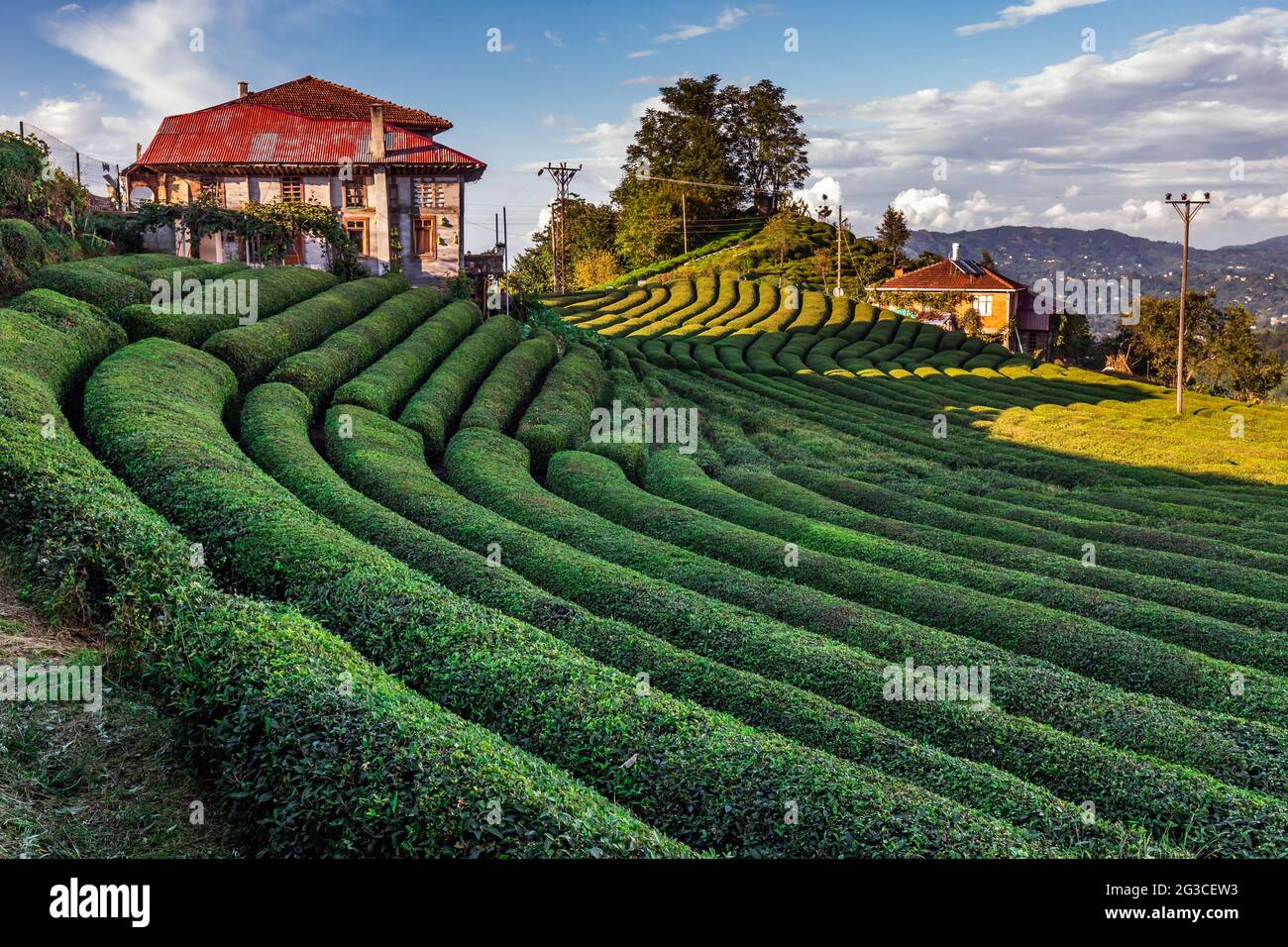 Tea plantations near Rize in Turkey editorial Stock Photo - Alamy