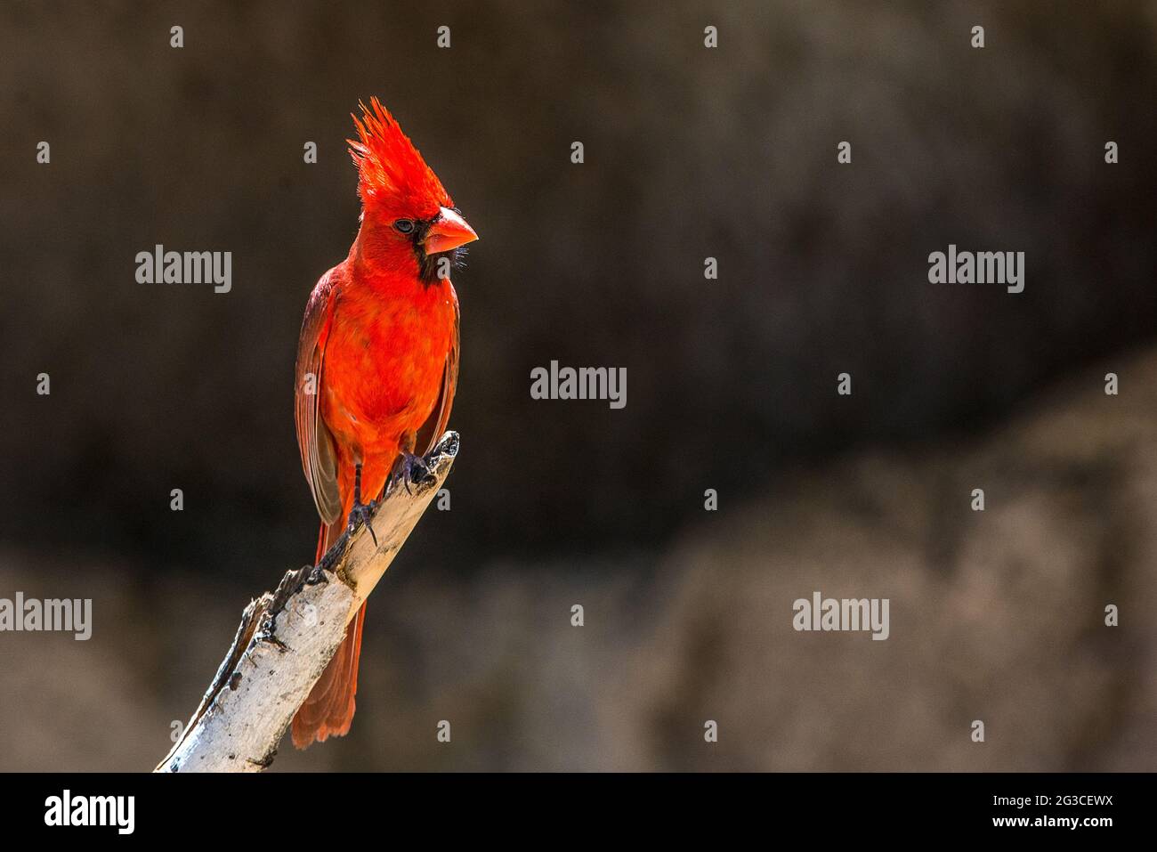 A Male Cardinal Stock Photo - Alamy