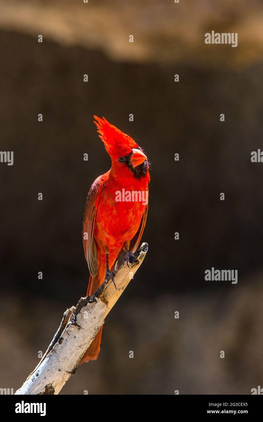 Cardinal feathers hi-res stock photography and images - Alamy