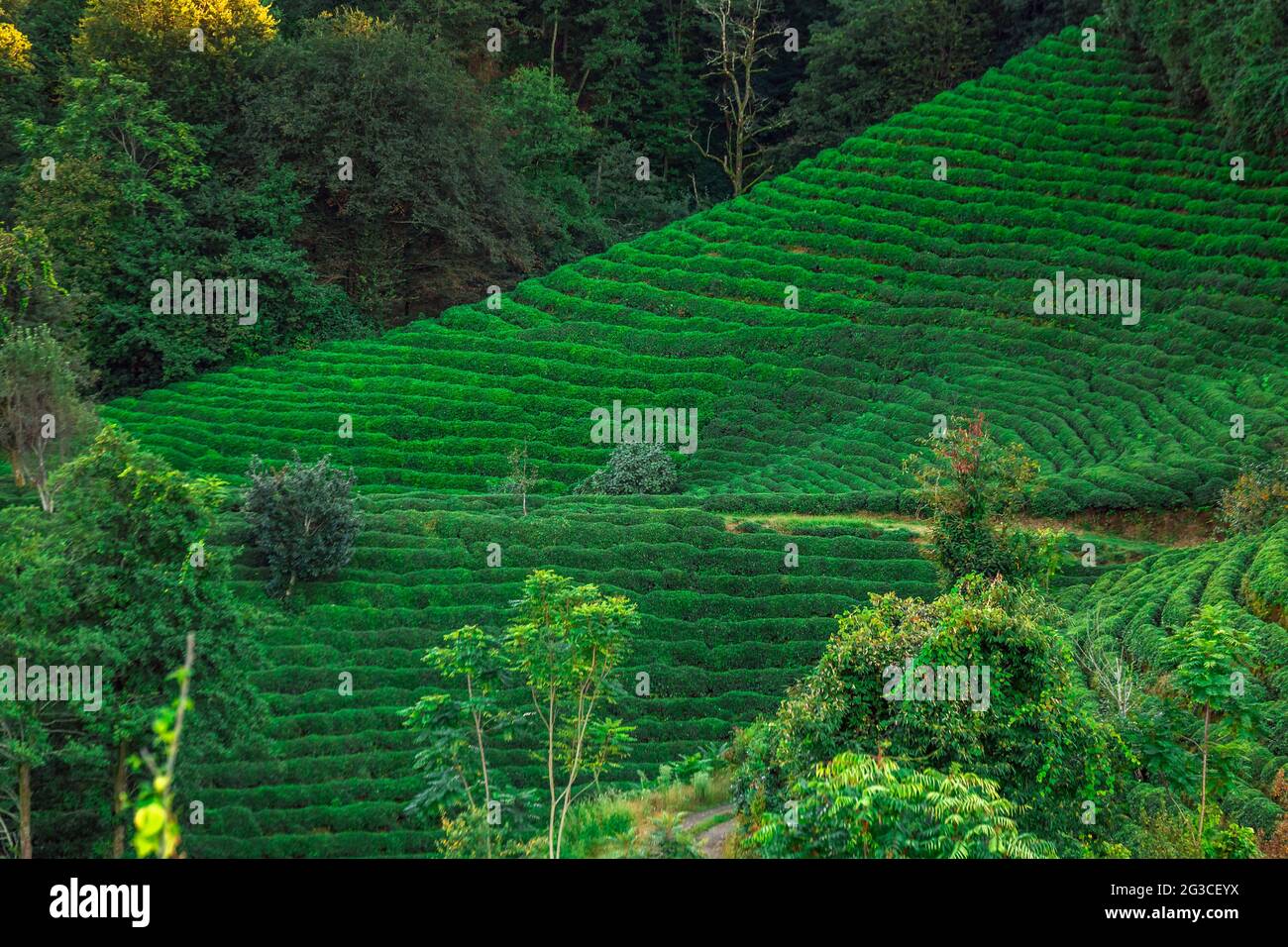 Tea plantations near Rize in Turkey editorial Stock Photo - Alamy