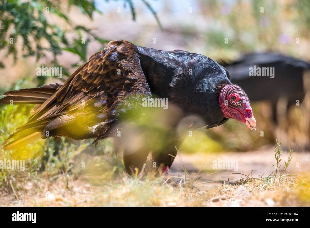 Western turkey vulture hi-res stock photography and images - Alamy