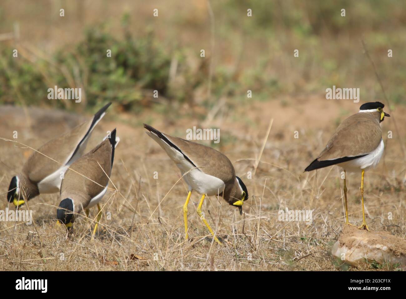 Yellow Wattled Lapwing near Pench National Park Stock Photo - Alamy
