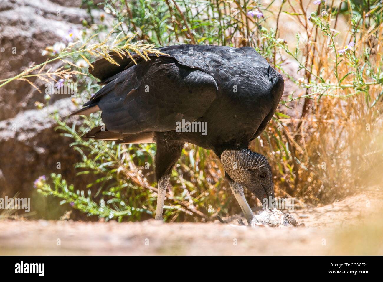 Western turkey vulture hi-res stock photography and images - Alamy