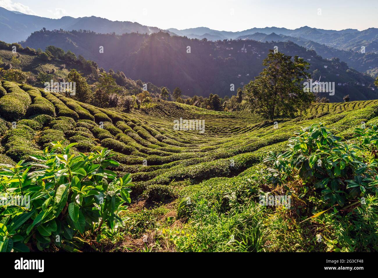 Tea plantations near Rize in Turkey editorial Stock Photo - Alamy