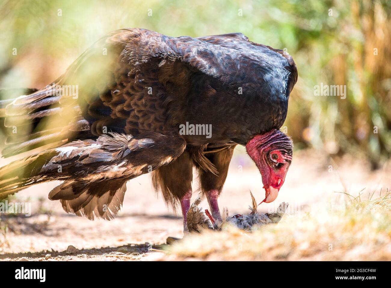 Western turkey vulture hi-res stock photography and images - Alamy