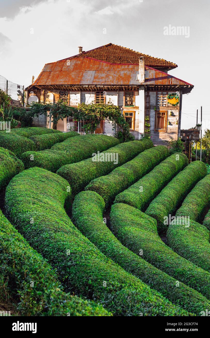 Tea plantations near Rize in Turkey editorial Stock Photo - Alamy