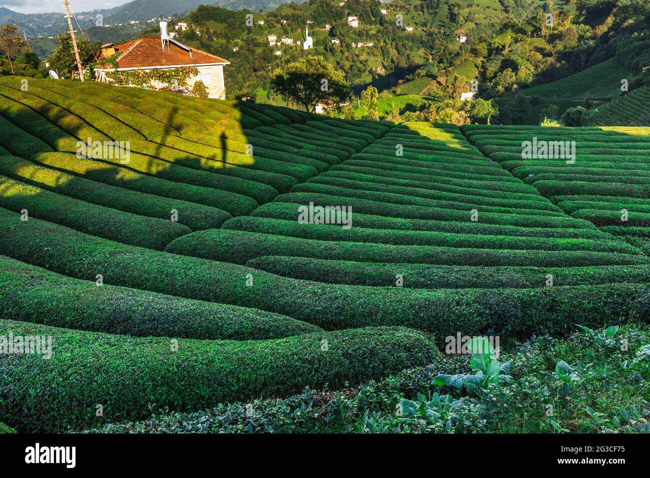Tea plantations near Rize in Turkey editorial Stock Photo - Alamy