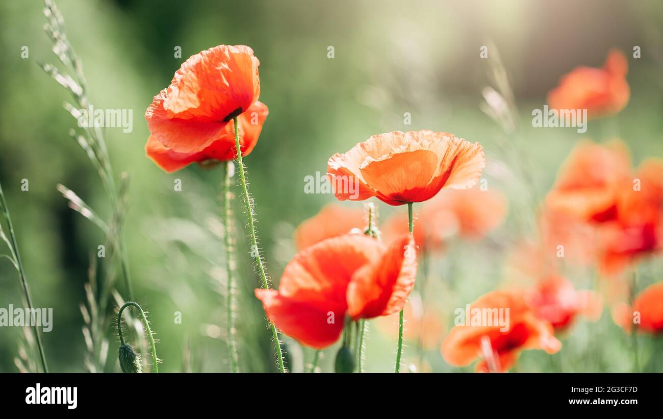 Remembrance poppy frame hi-res stock photography and images - Alamy