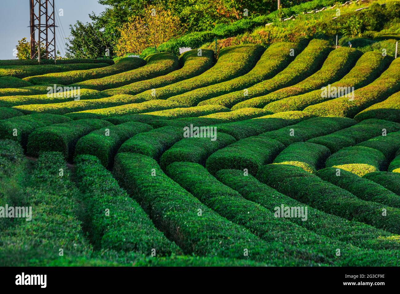 Tea plantations near Rize in Turkey editorial Stock Photo - Alamy