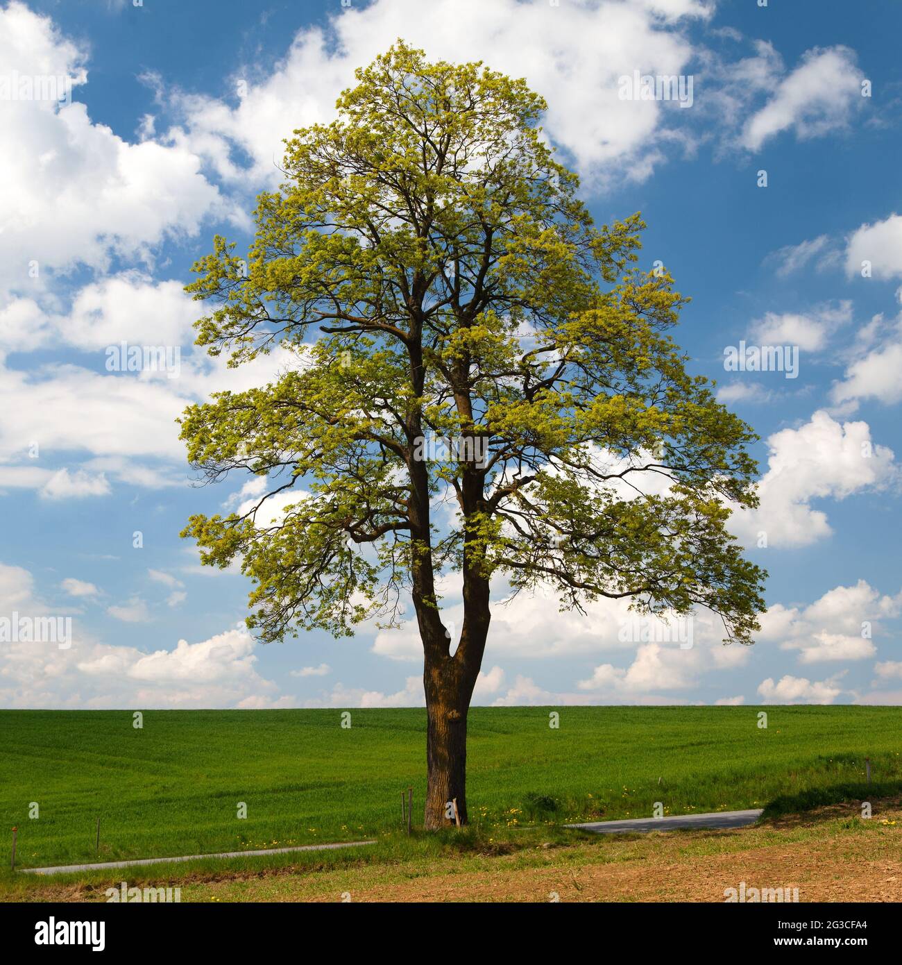 Top view common maple tree hi-res stock photography and images - Alamy
