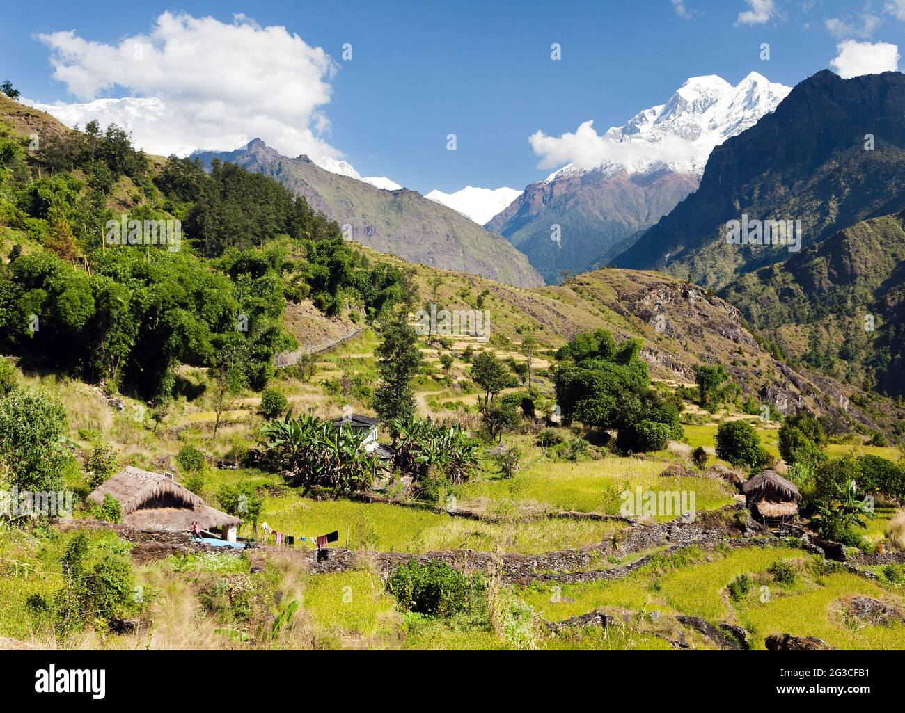 Native plant of nepal hi-res stock photography and images - Alamy