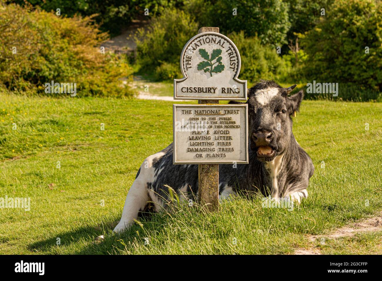 Comical image of a cow next to a National Trust sign for the hill fort ...
