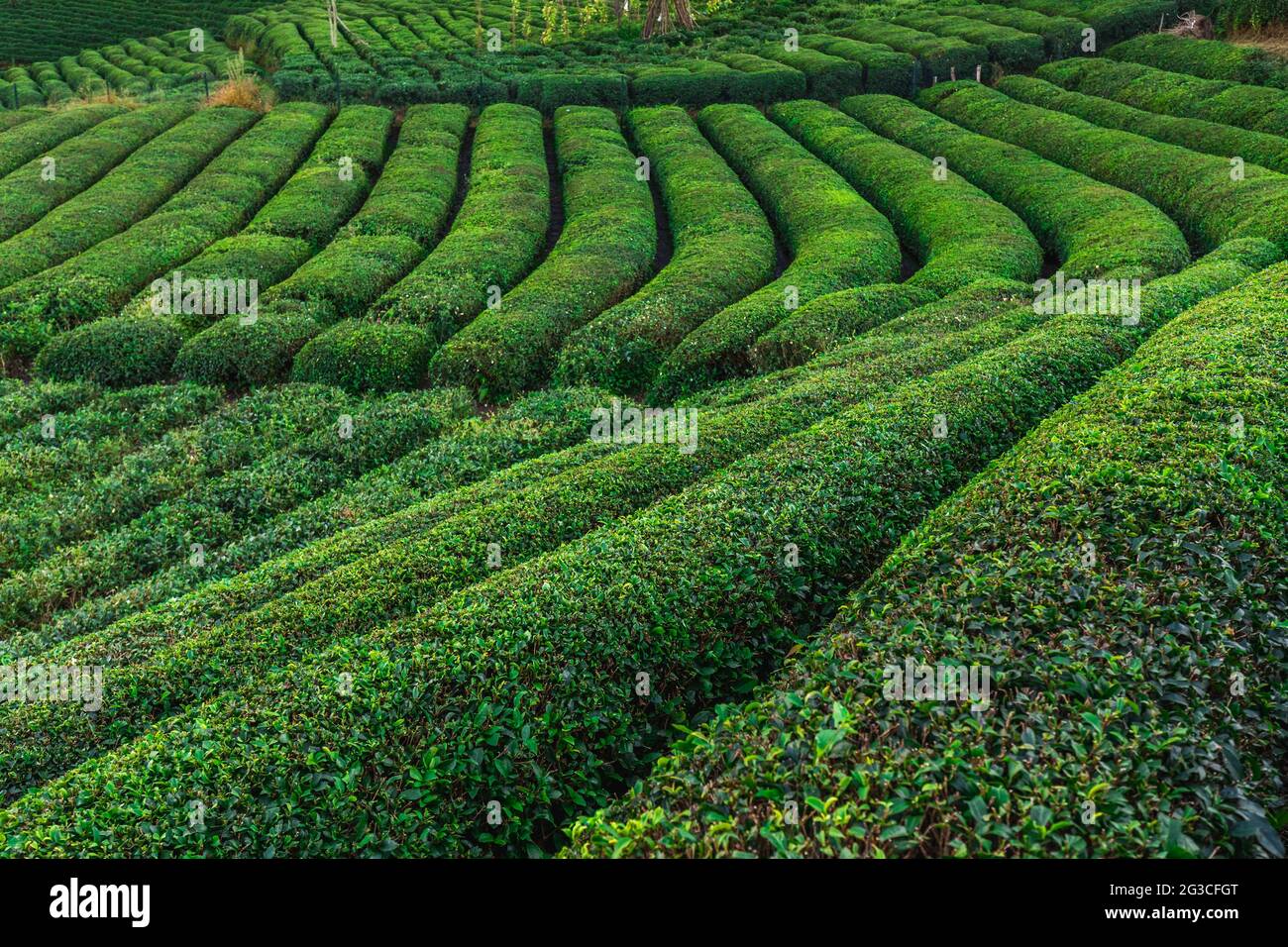 Tea plantations near Rize in Turkey editorial Stock Photo - Alamy