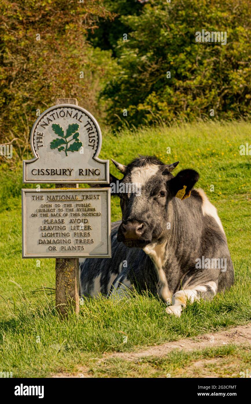 Comical image of a cow next to a National Trust sign for the hill fort ...