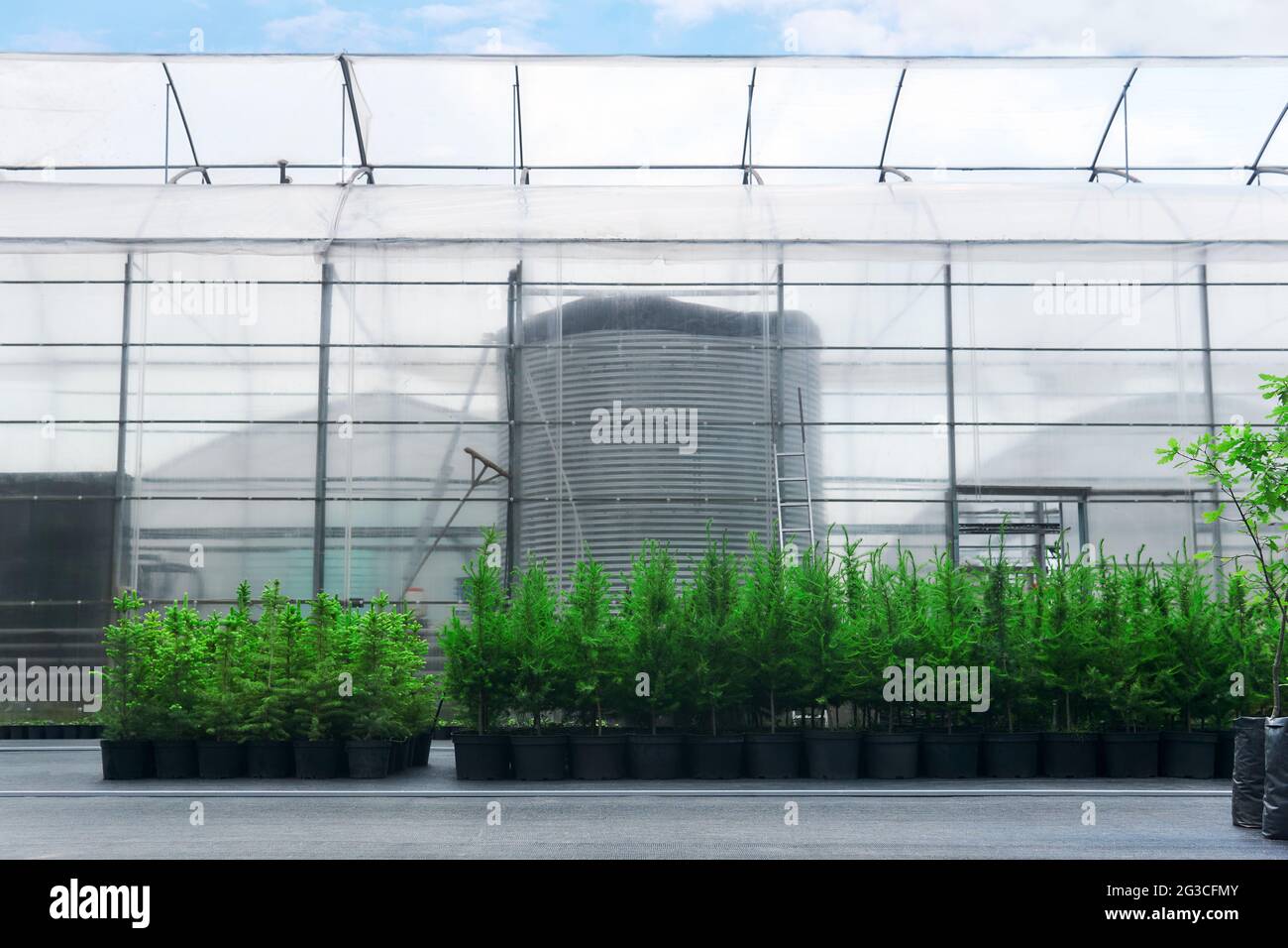 spruce, larch and fir tree seedlings in pots in a tree nursery near the ...