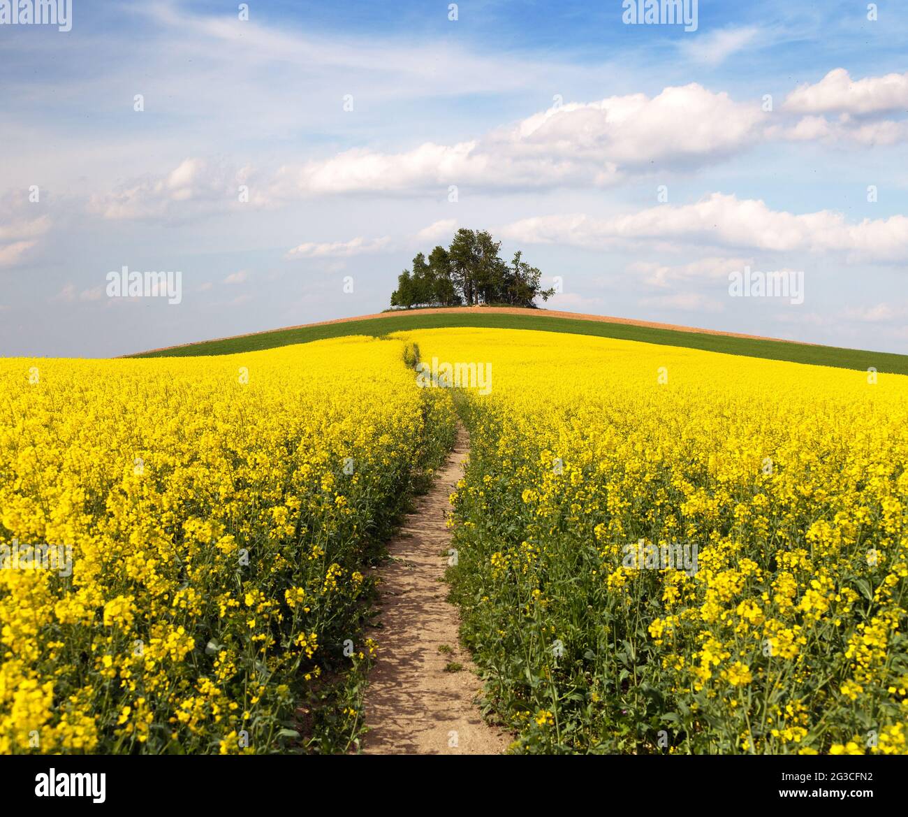 field of rapeseed (brassica napus) with path way and small forest ...