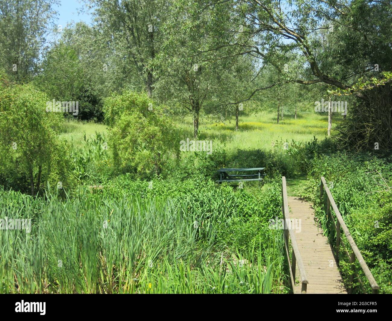 The community has created North End Wildlife Pond as a wetland haven ...