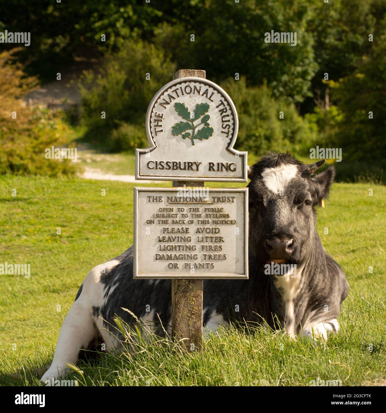 Comical image of a cow next to a National Trust sign for the hill fort ...