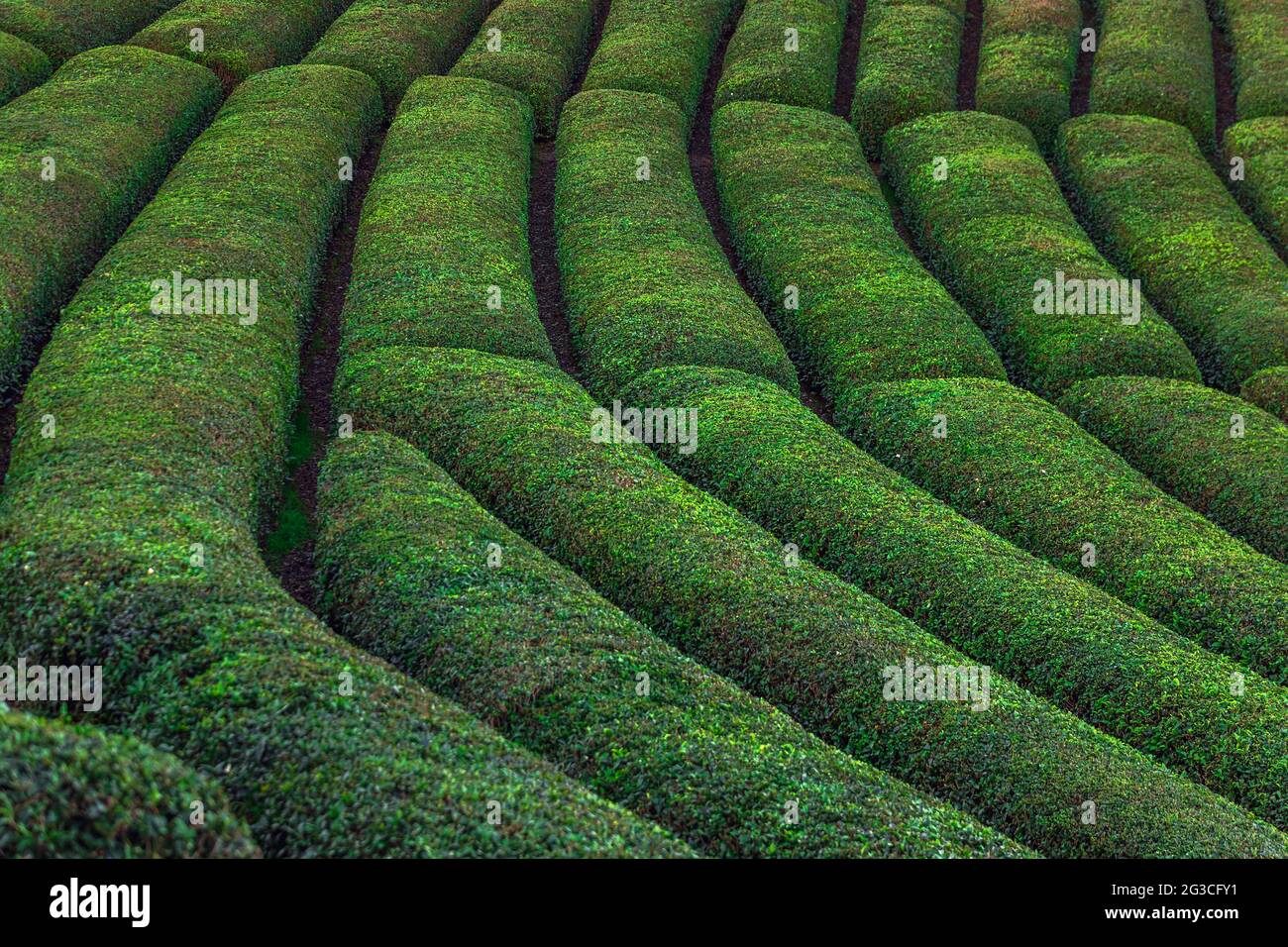 Tea plantations near Rize in Turkey editorial Stock Photo - Alamy