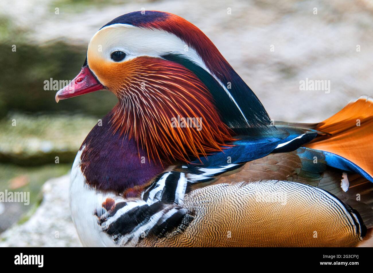 Ducks in nature hi-res stock photography and images - Alamy