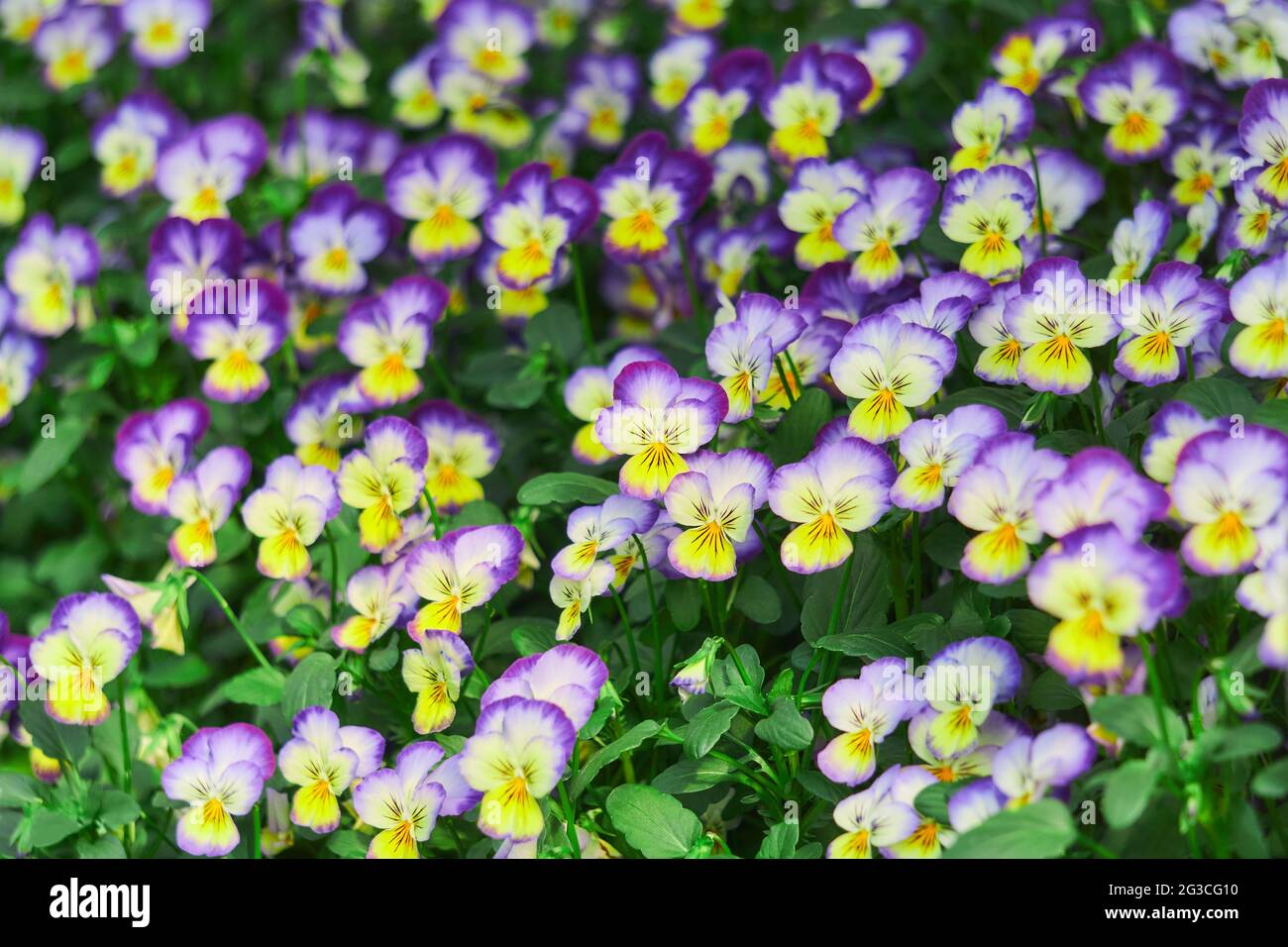 Three pansy flowers hi-res stock photography and images - Alamy