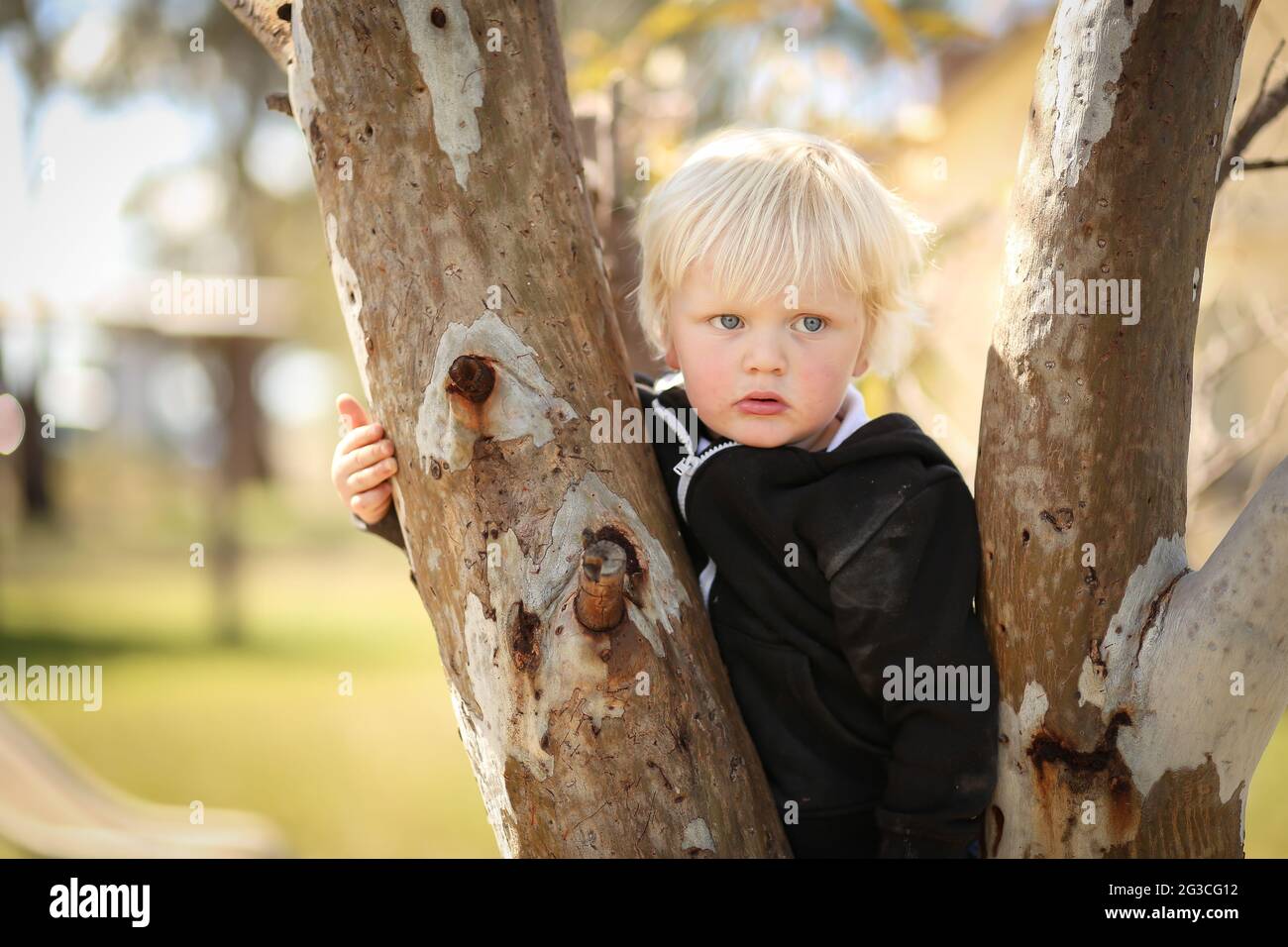 Adorable blonde Australian kid sitting between two branches of a tree ...