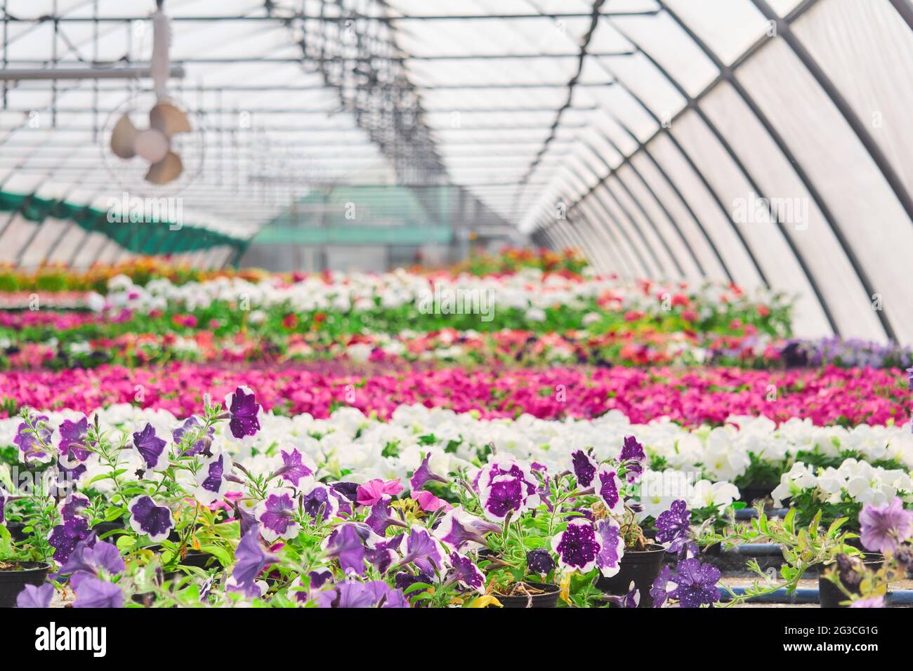 Greenhouse Flowers Project at Jason Quinn blog