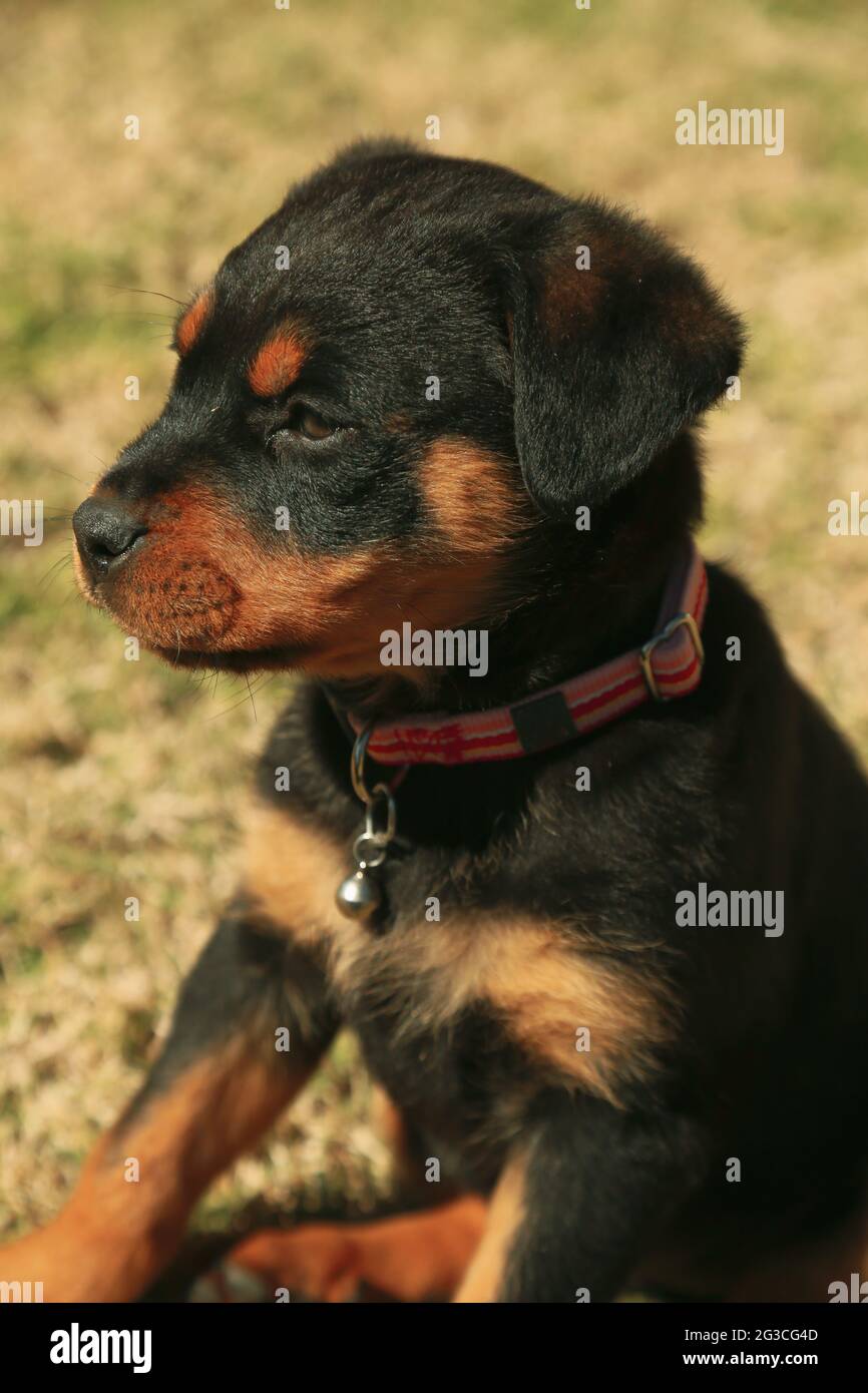 Cute small black Rottweiler in the park Stock Photo - Alamy