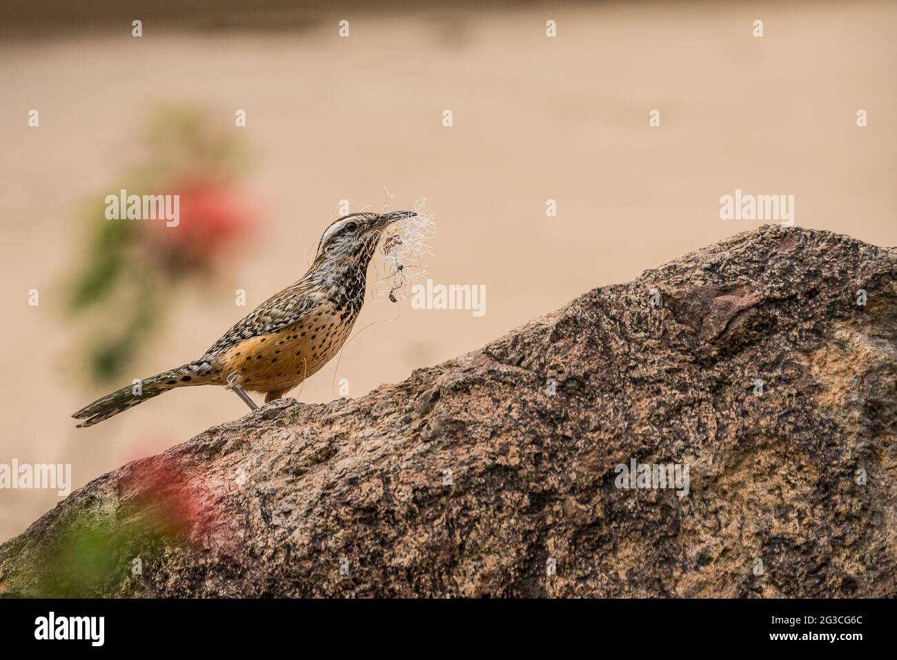 Cactus Wren gathering sticks for it's nest Stock Photo - Alamy