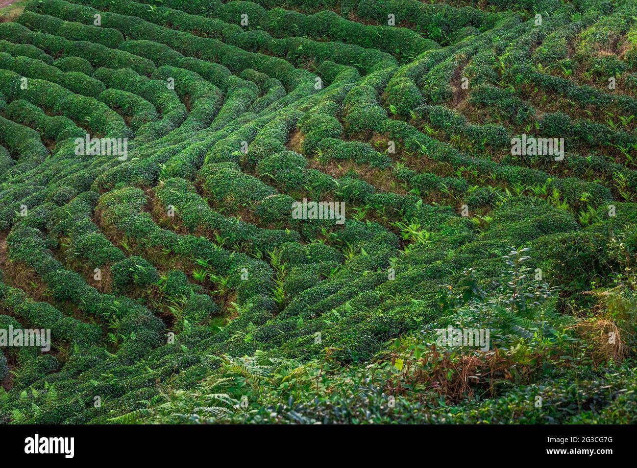 Tea plantations near Rize in Turkey editorial Stock Photo - Alamy