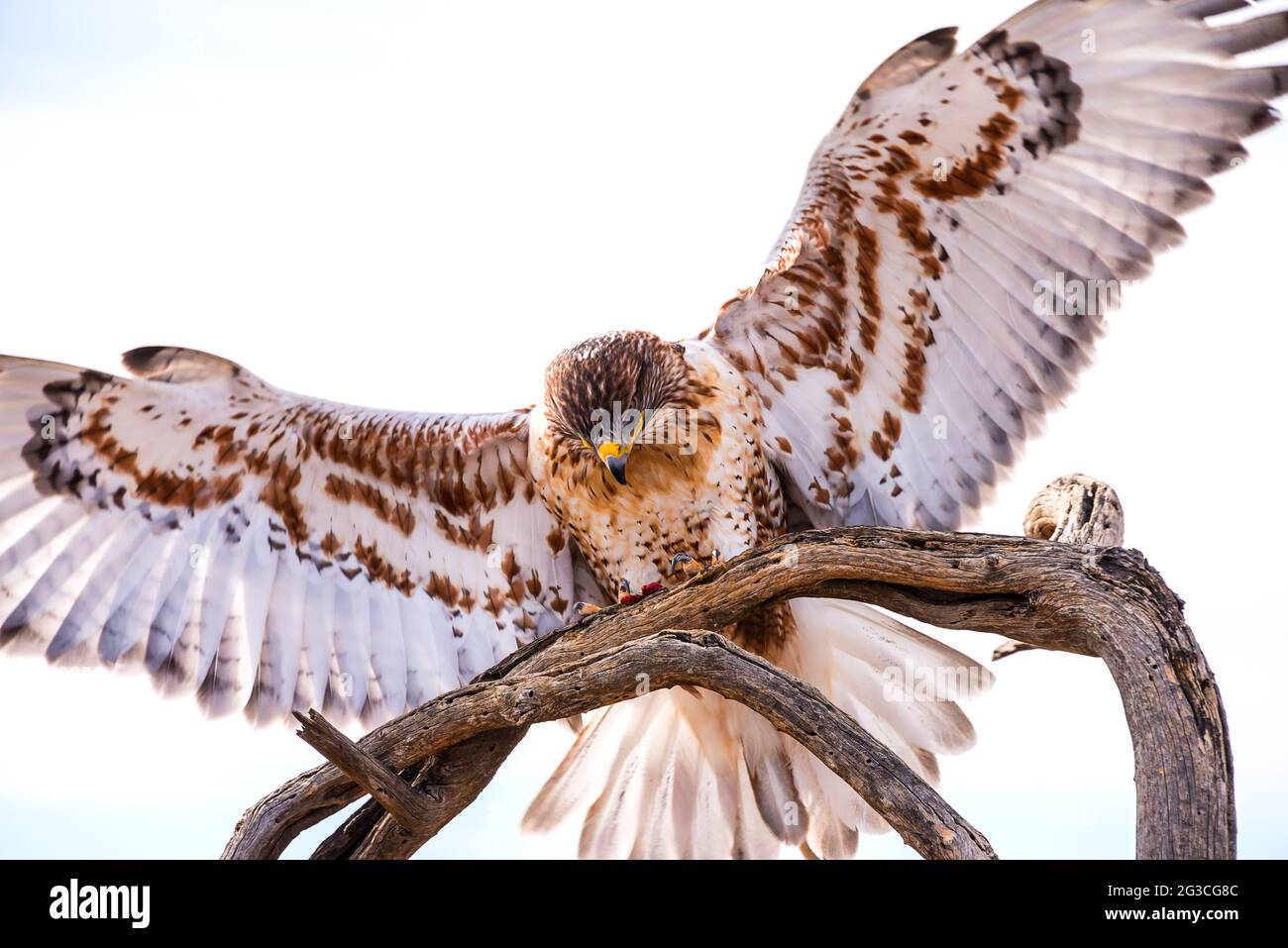 Ferruginous hawk hawk hi-res stock photography and images - Alamy