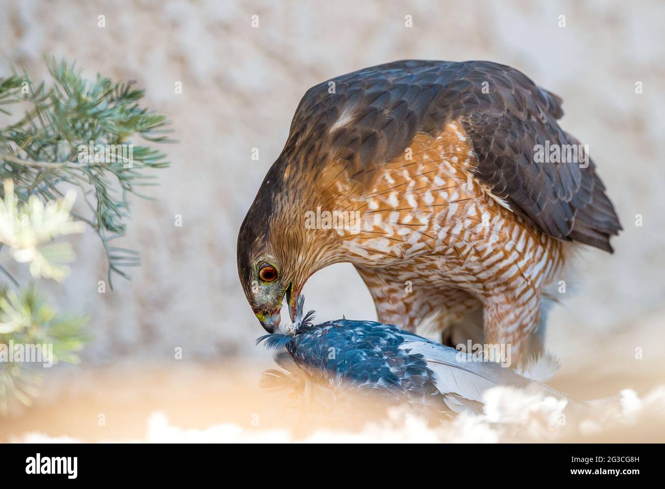 A coopers hawk with prey Stock Photo - Alamy