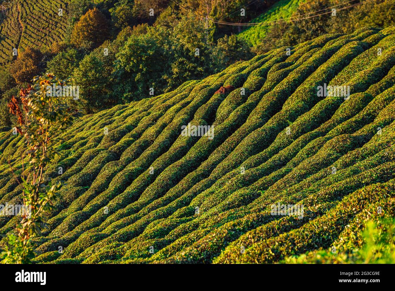 Tea plantations near Rize in Turkey editorial Stock Photo - Alamy