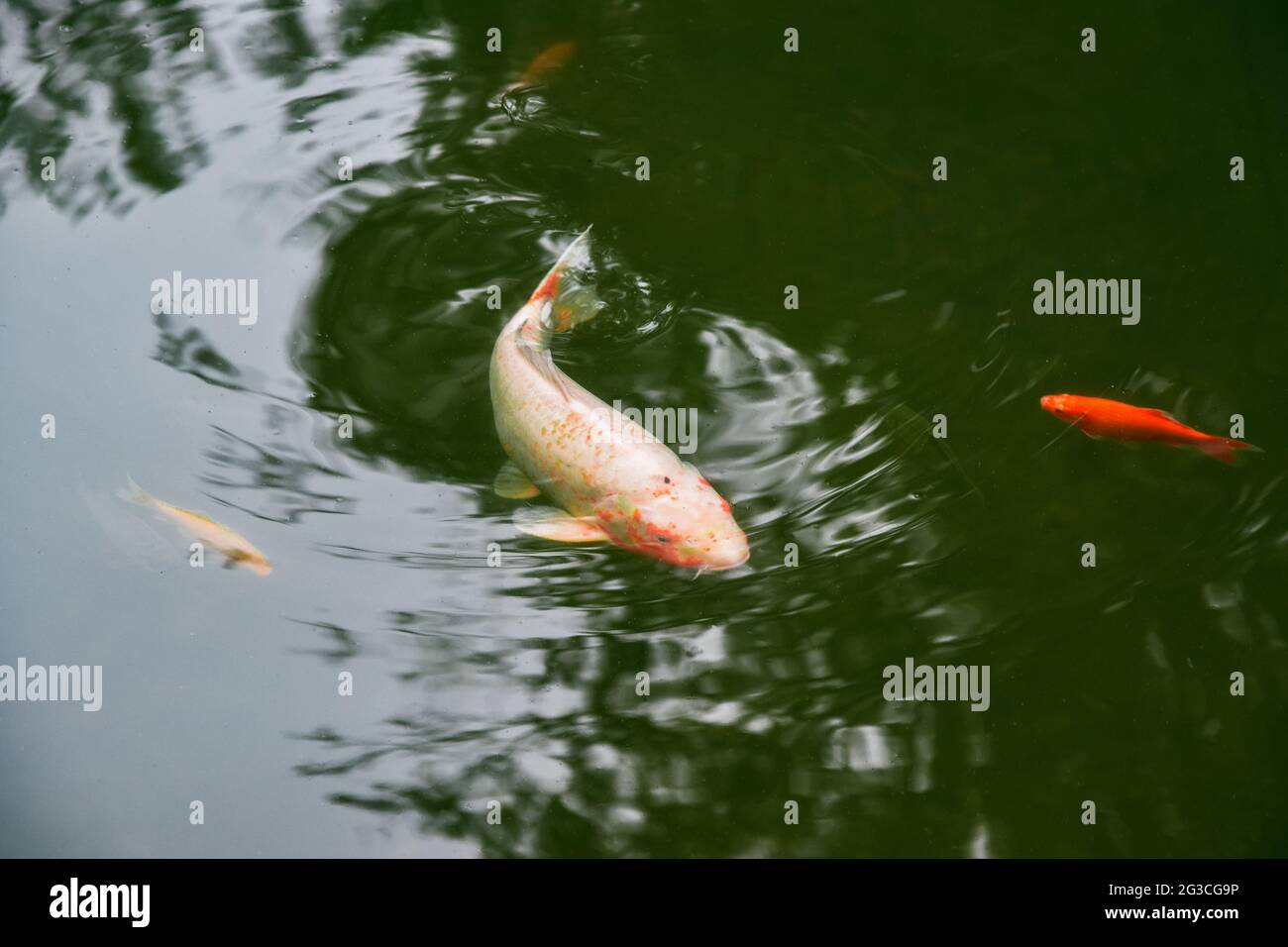 Koi fish surrounded hi-res stock photography and images - Alamy