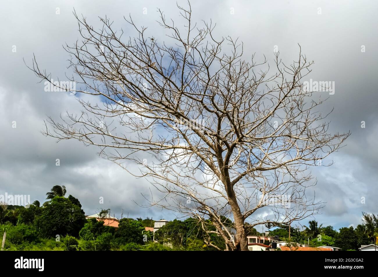 Womans tongue tree hi-res stock photography and images - Alamy